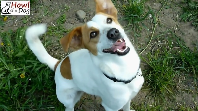 Friendly Dog Is So Happy To Be Rescued. Adorable Dog Nina Rescued by ...