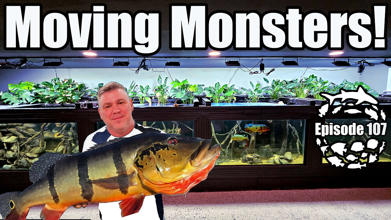 Moving Monster Fish into the 4500 Gallon Xingu River Aquarium & 3 Big ...