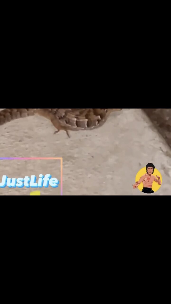 Bruce Lee Reincarnated as a Praying Mantis?