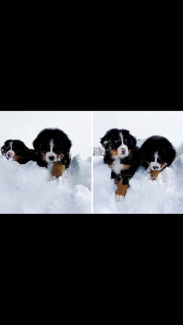 Bernese Mountain puppies' fascination with snow is hilarious
