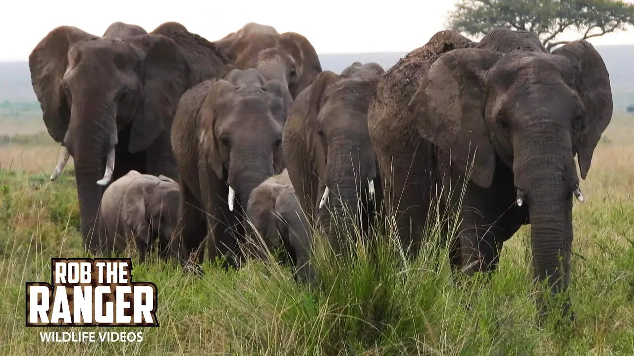 Marsh Lion Pride Satellite Group And Elephants | Maasai Mara Safari ...