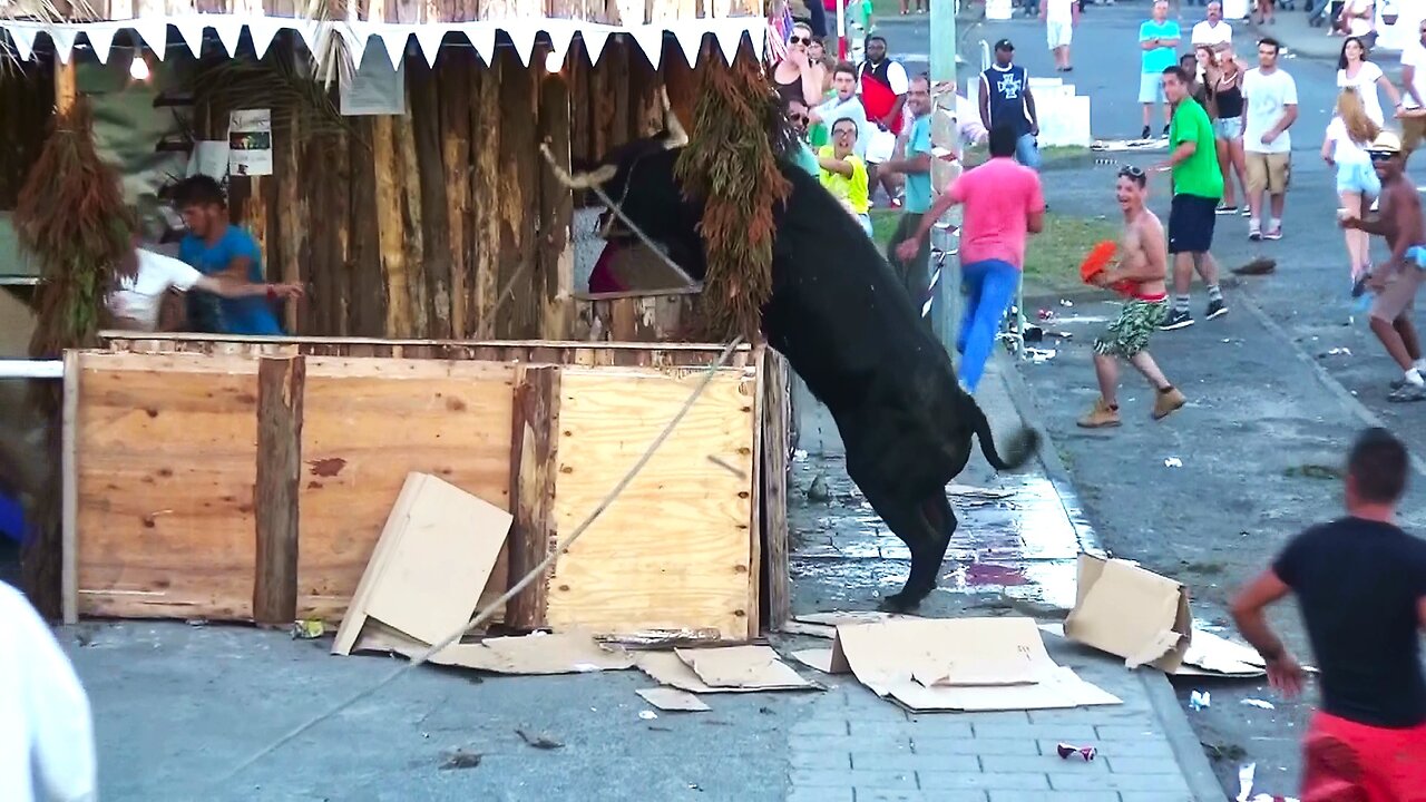 Best Funny Vídeos With Bulls - Clip 2/2015 - Terceira Island Bullfights ...