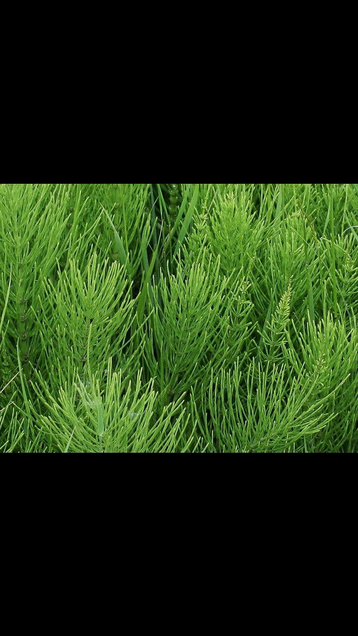 Horsetail (Equisetum arvense)