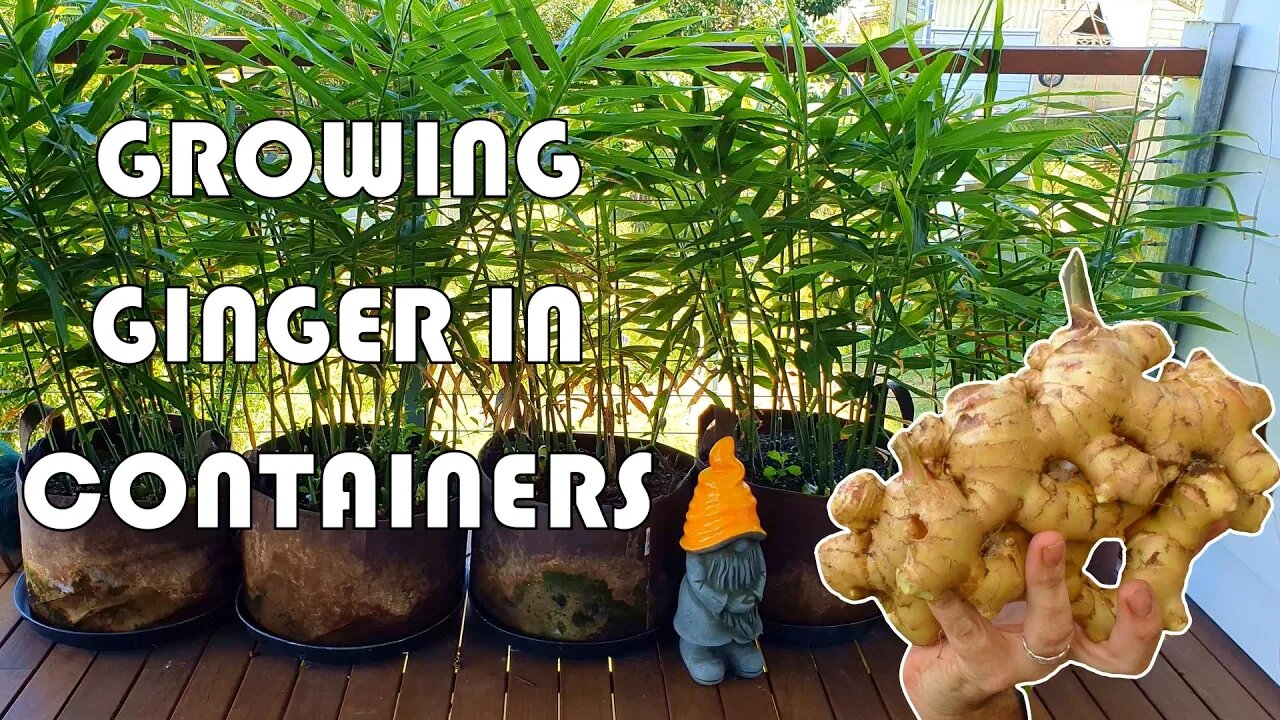 How to Grow Ginger In Containers so YOU Get a BUMPER Harvest