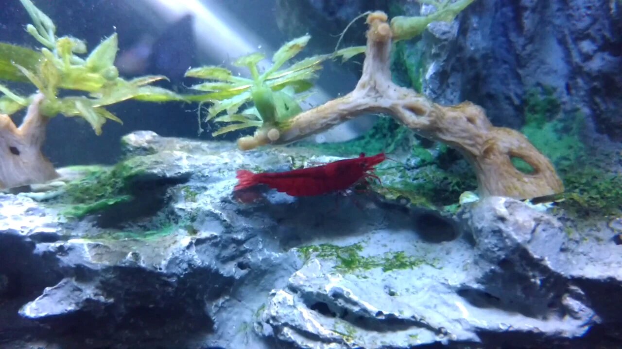 Aquário água doce com camarão Red Sakura, Guppys (lebiste) + plantas e ...