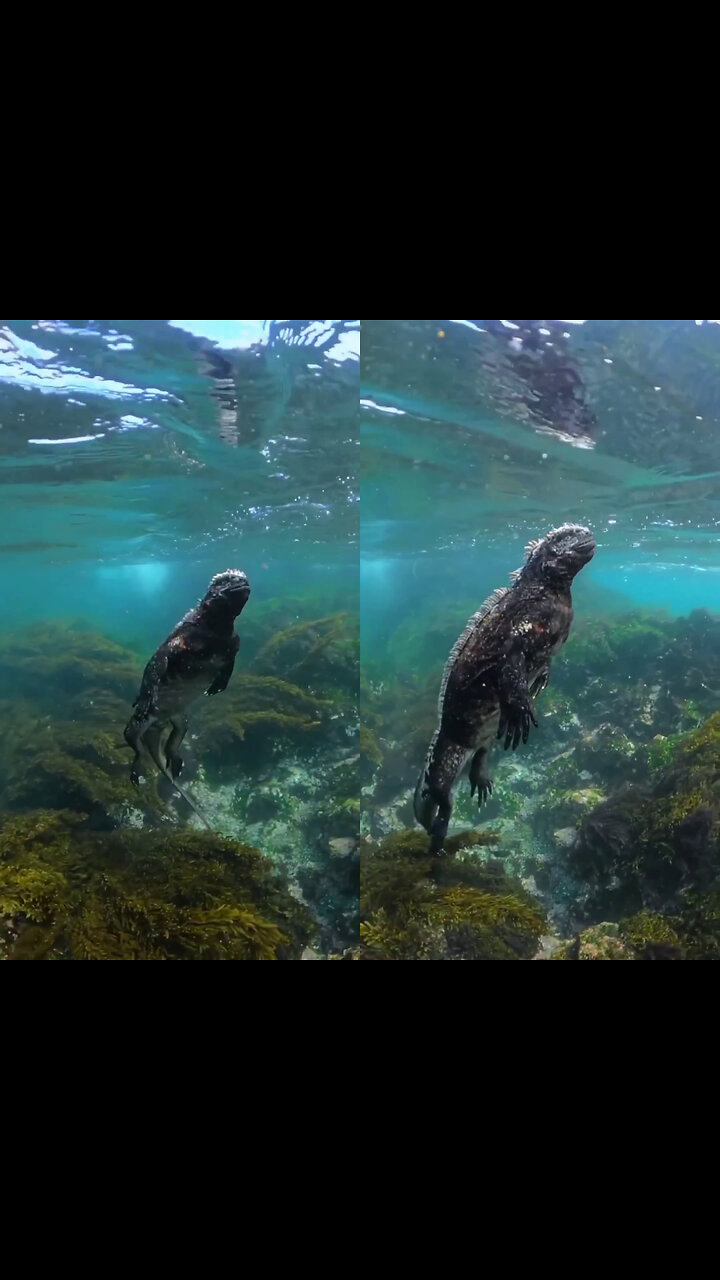 The Real Godzilla Captured In Underwater 🔥