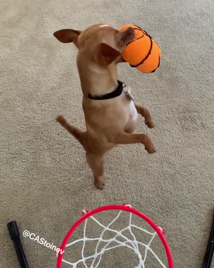 The most impressive doggy slam dunk you'll ever see