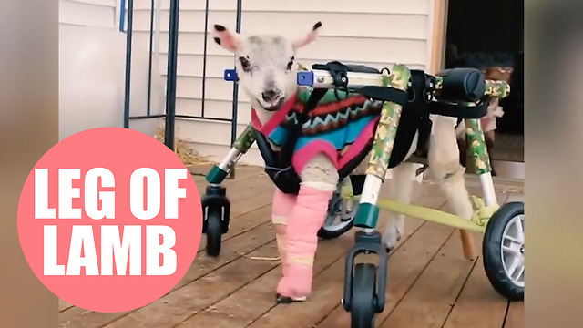 Adorable footage shows disabled lamb taking its first steps with a ...