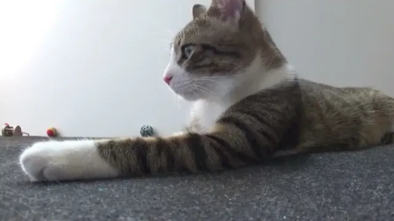 Cat ASMR, Funny Cat ASMR for Relaxation