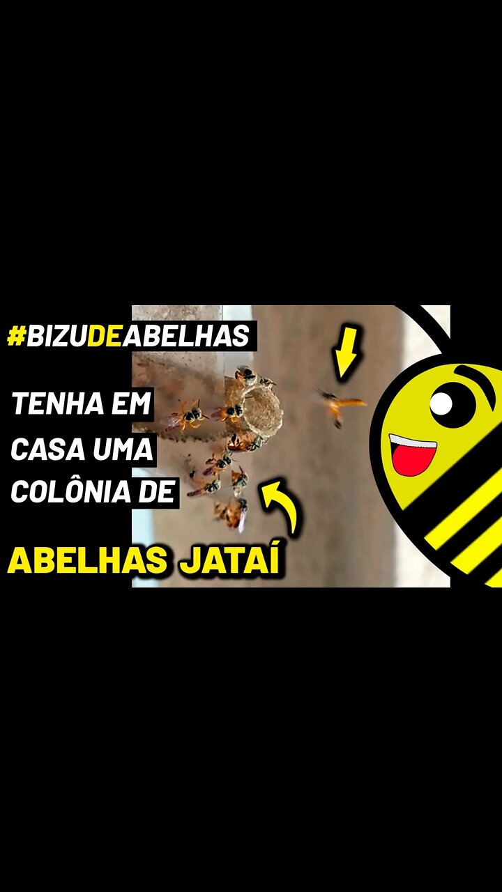 Abelha Jataí - Movimentação das abelhas no pito de entrada - Timelapse ...