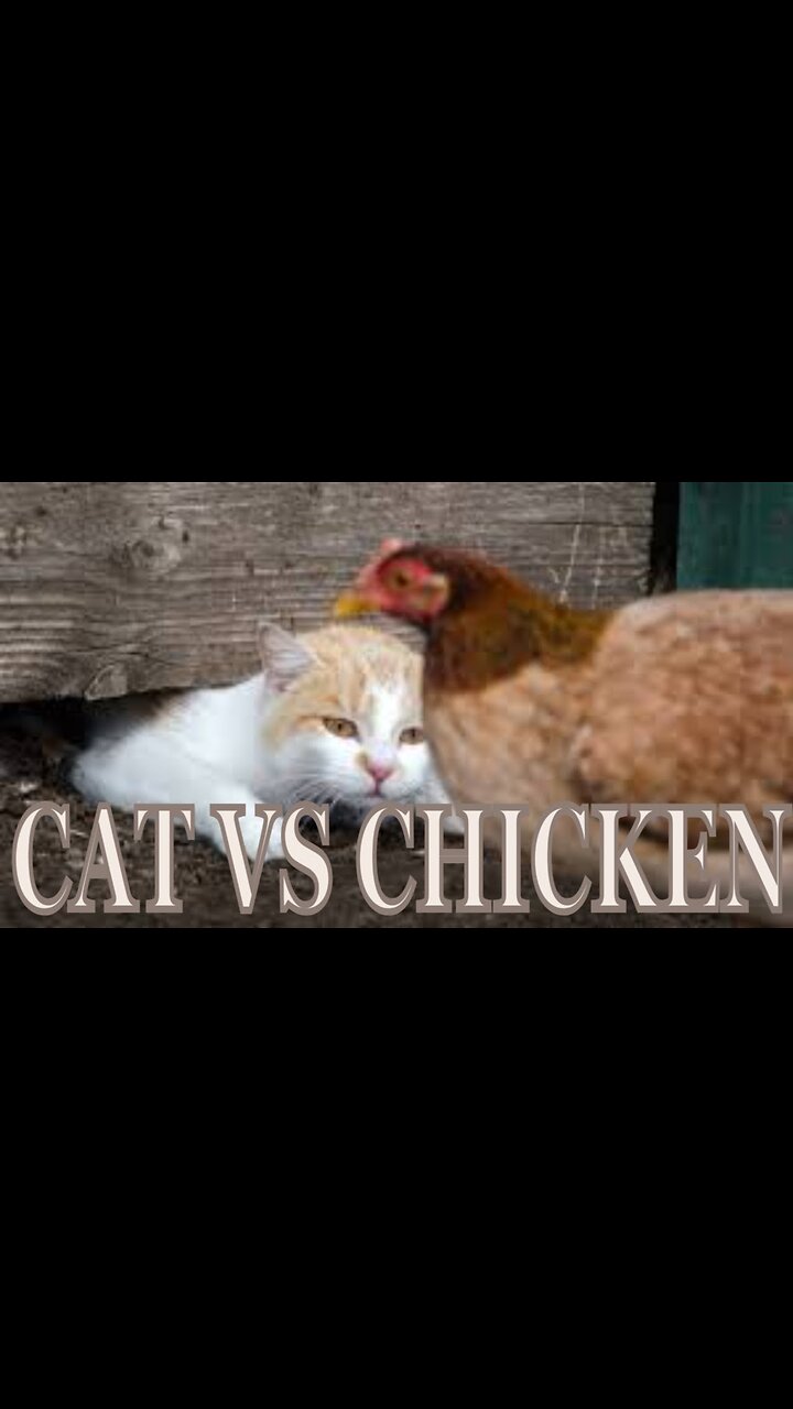 CAT Vs CHICKEN 🐱 🐔 : watch what happens next and get ready to laugh 😁 😁