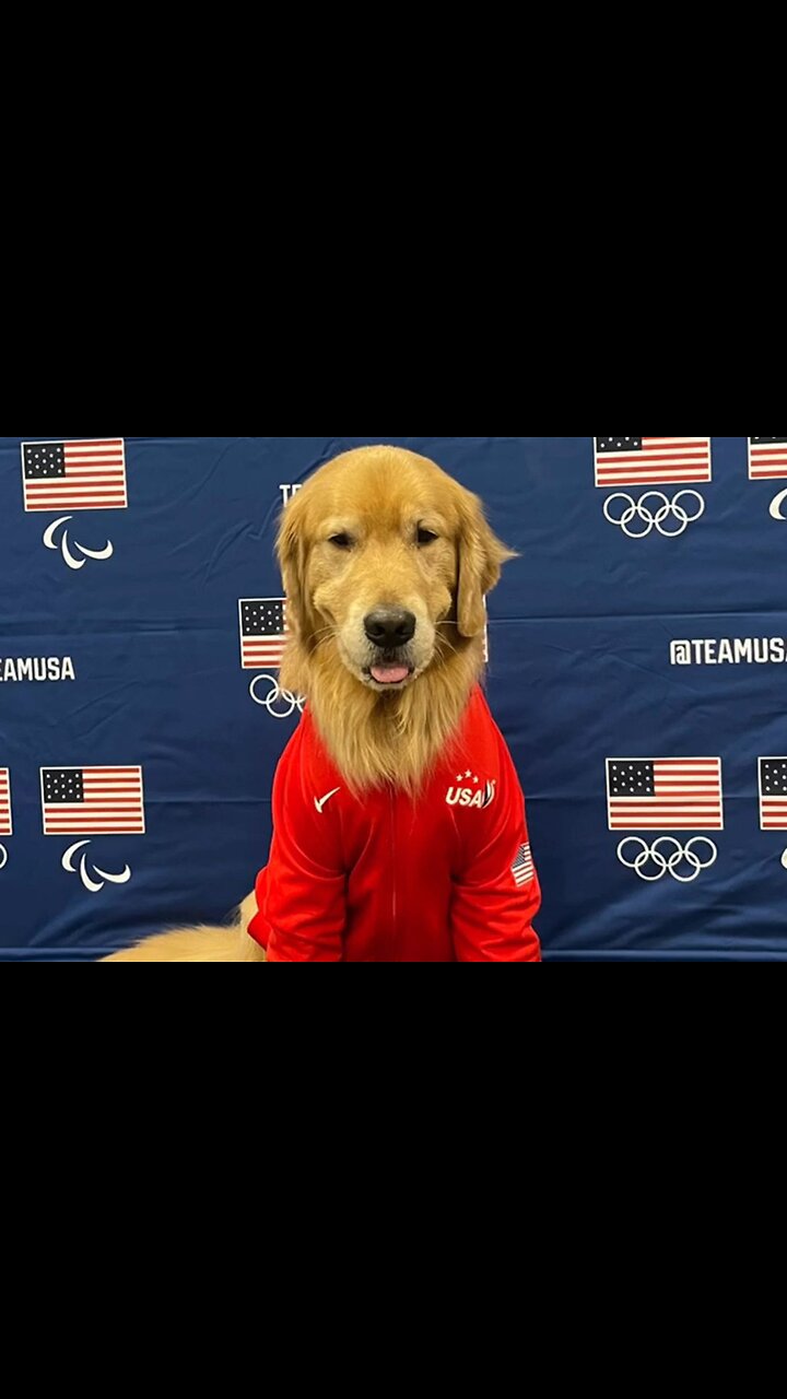 Emotional support dogs are the way for athletes to do better at ...