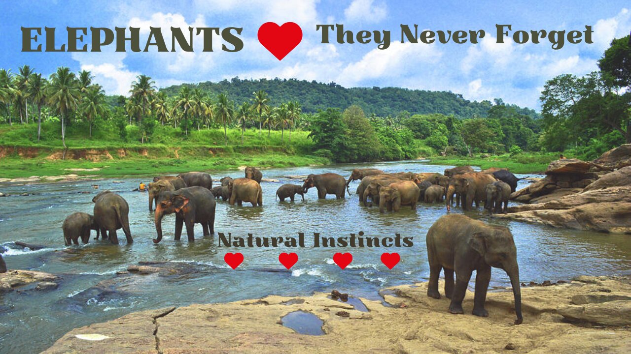 Elephants - They Never Forget - The Natural Instinct