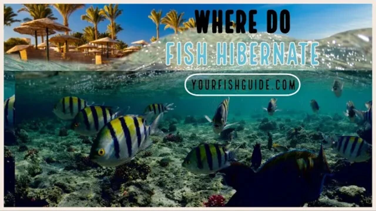 A Place Where Fish Hibernate ~ Ever Wondered Where Do Fish Stay During ...