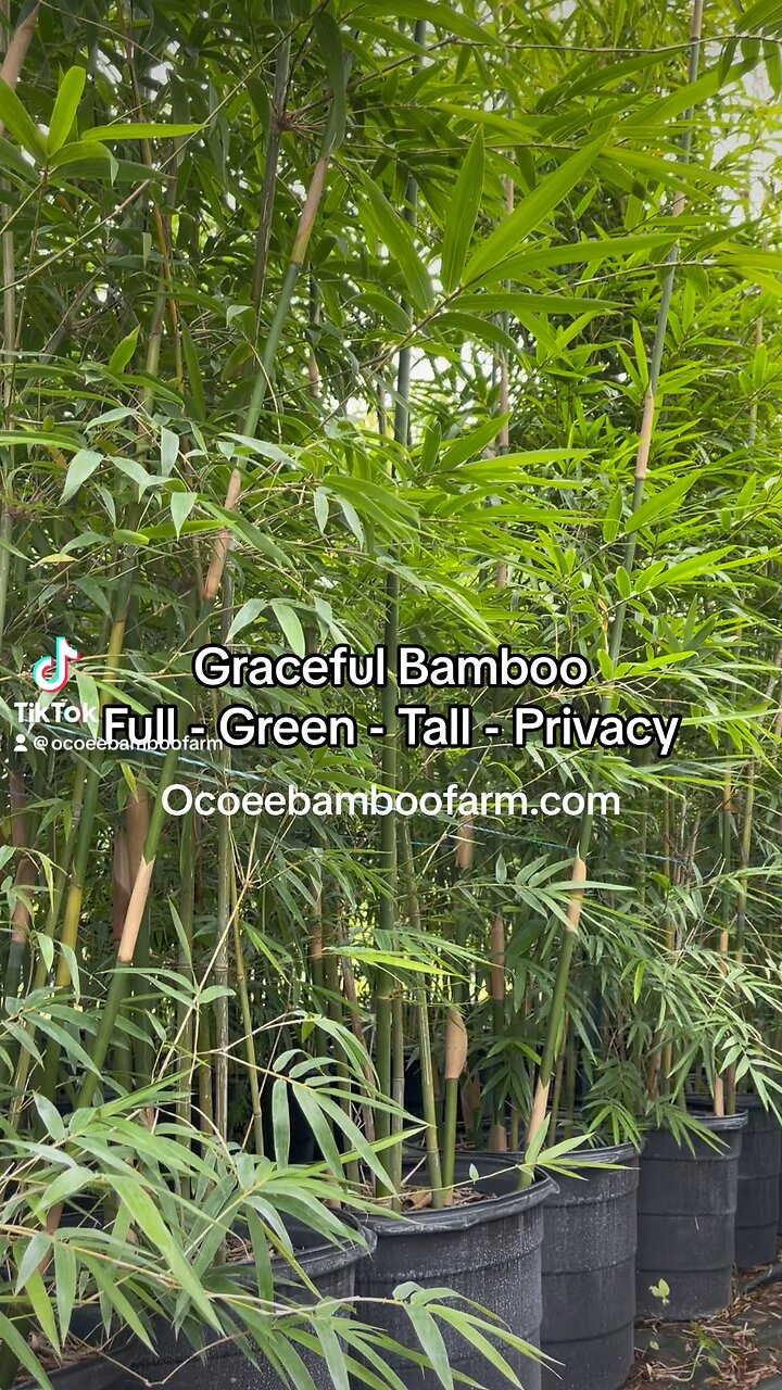 Graceful Bamboo - 15 Gallon Graceful Bamboo Plants 407-777-4807 In Stock