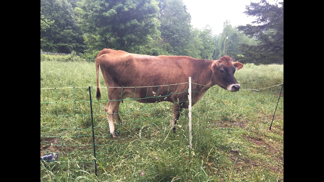 Meet the family cow and my mama rambling brain. The weather is wrong ...
