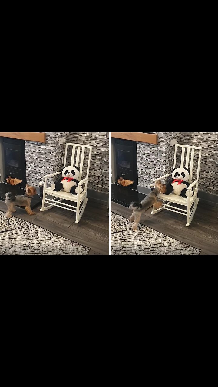 Yorkie Is Hilariously Mad At Stuffed Panda Toy