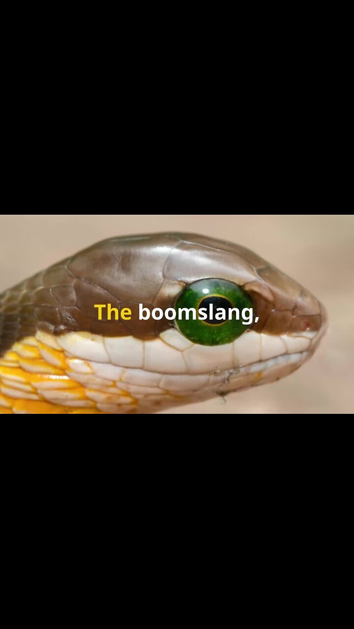 The Deadly Boomslang #wildlife #shorts