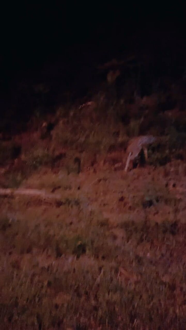 Adorable and Scared Fawn