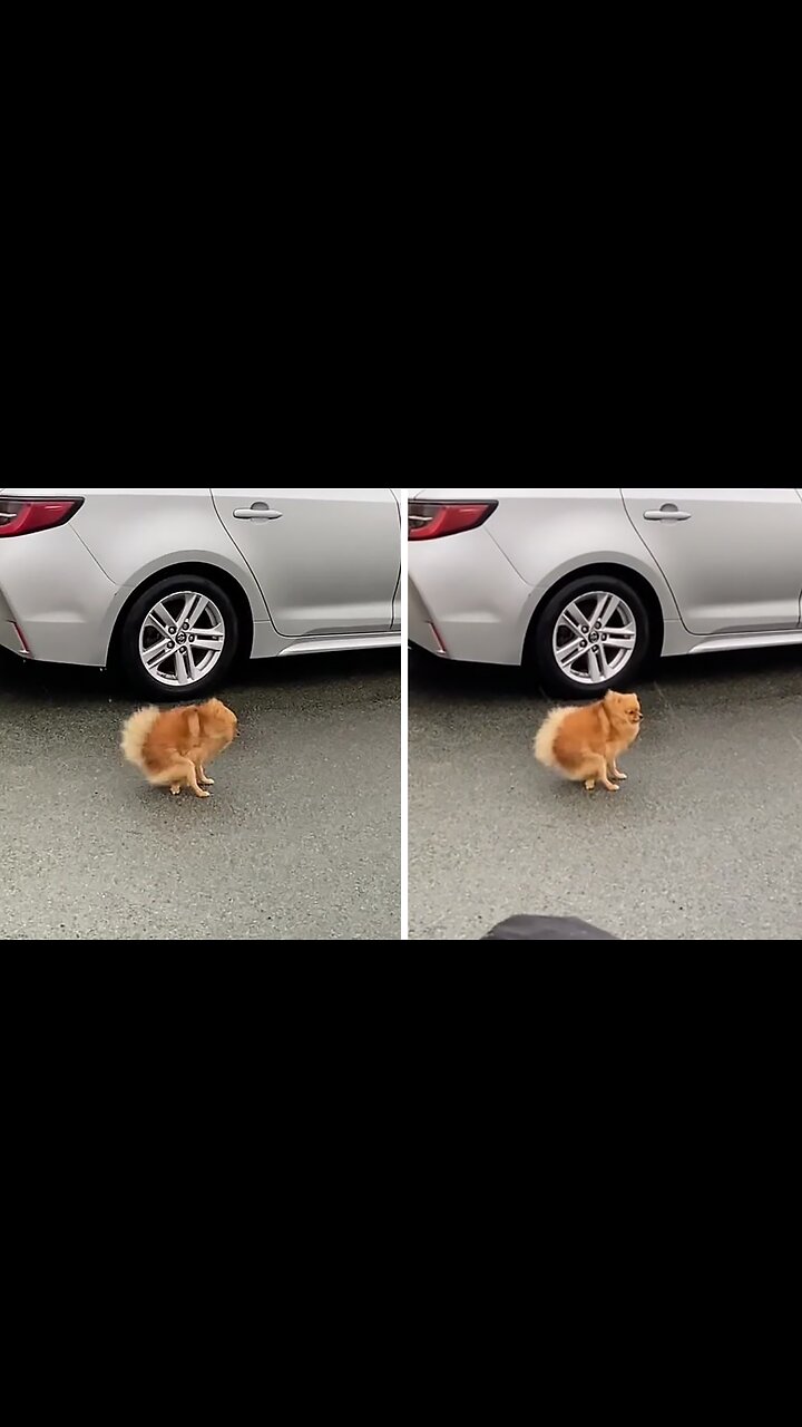 Tiny dog's comical attempt to answer nature's call on a windy day