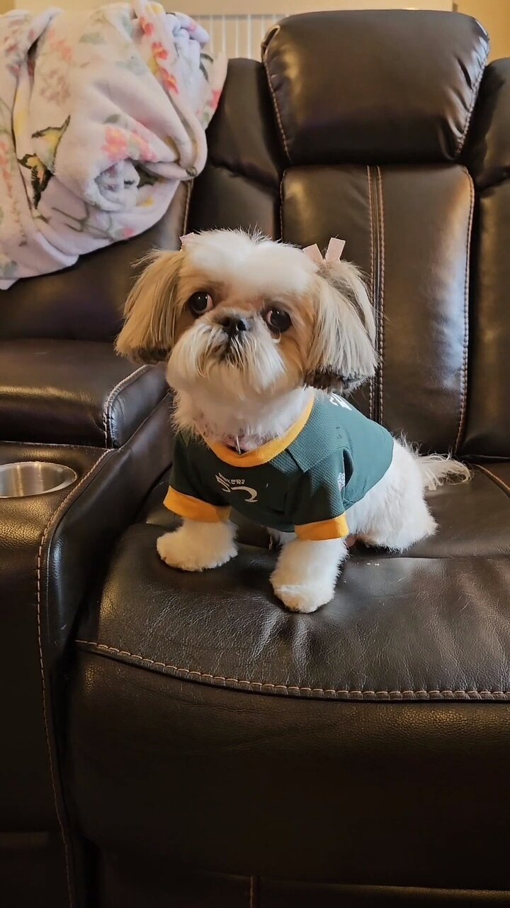 Rosie The Football Fan (Featuring Rosie The Shihtzu)
