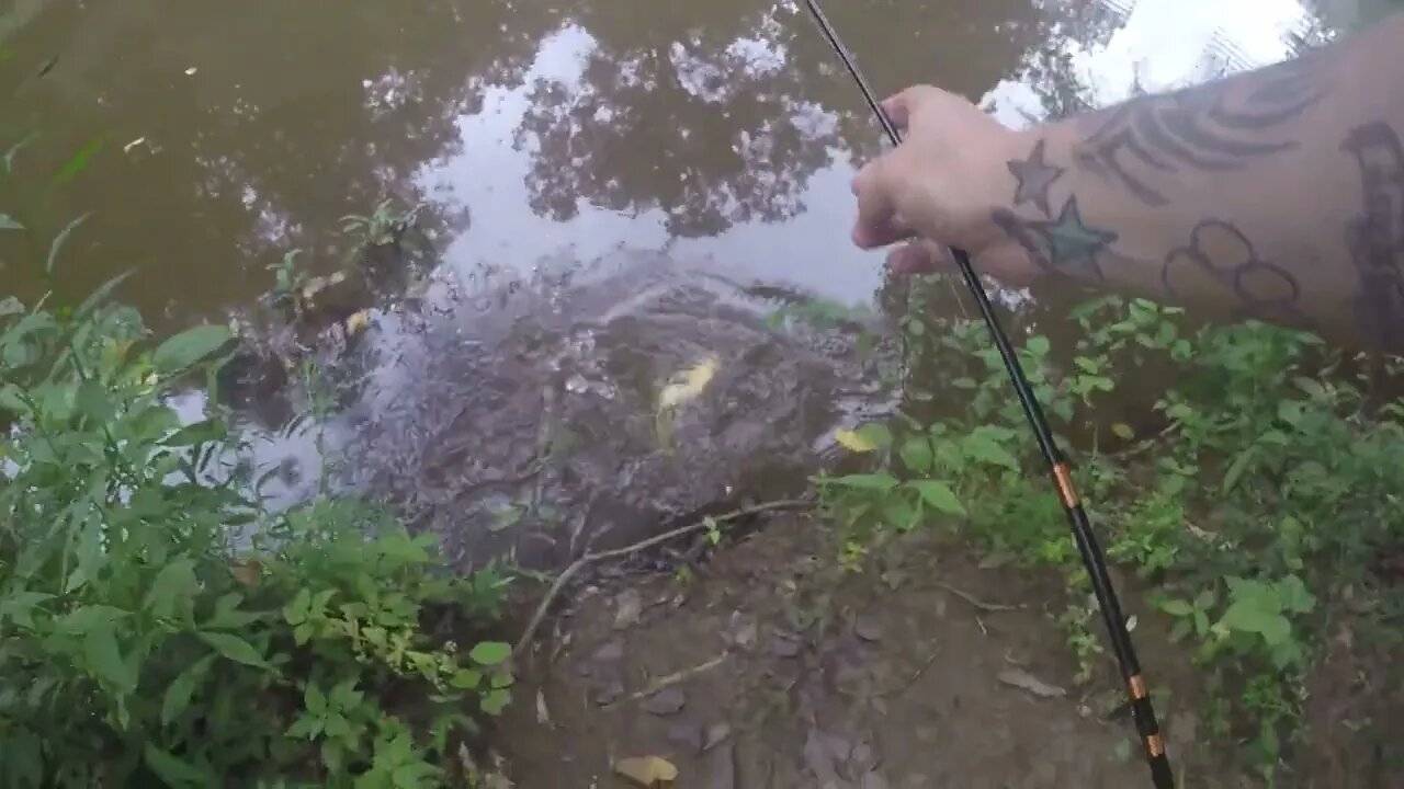 Bullhead Cat caught on imitation crab meat!