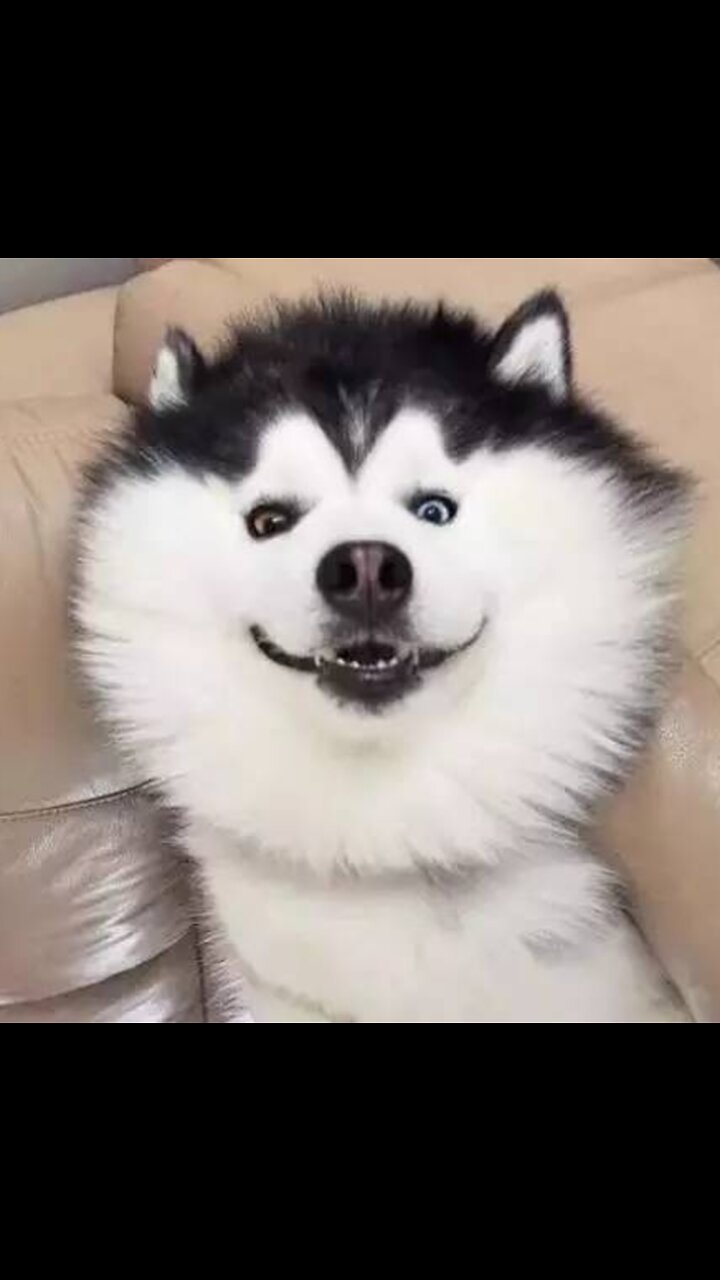 2 Minutes of cute and funny dogs