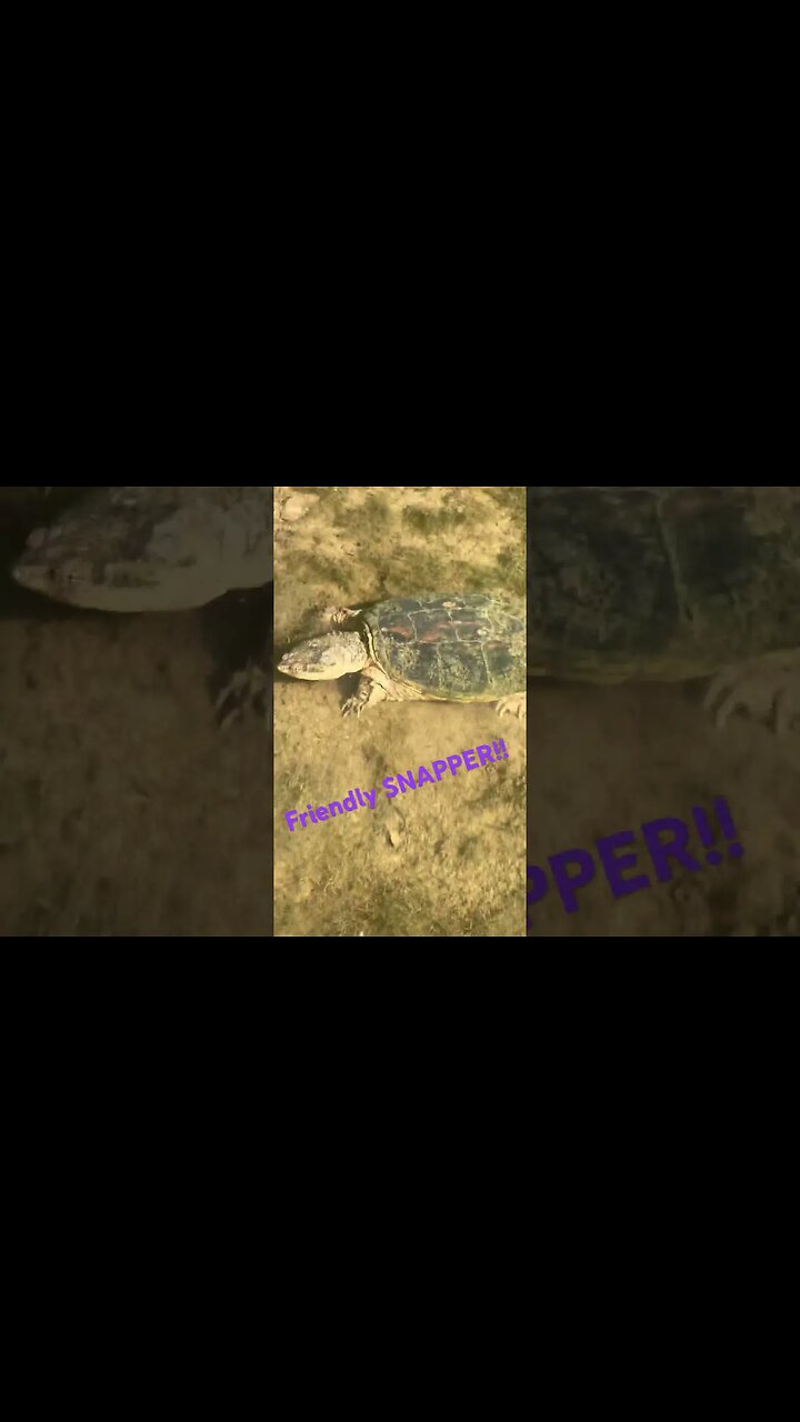 Friendly Snapping Turtle! #turtle #turtles #snappers #wading #creek # ...