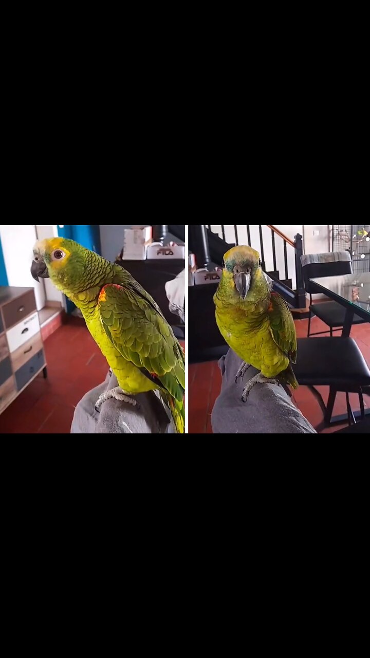 Parrot Shows Off Epic Opera Singing Skills