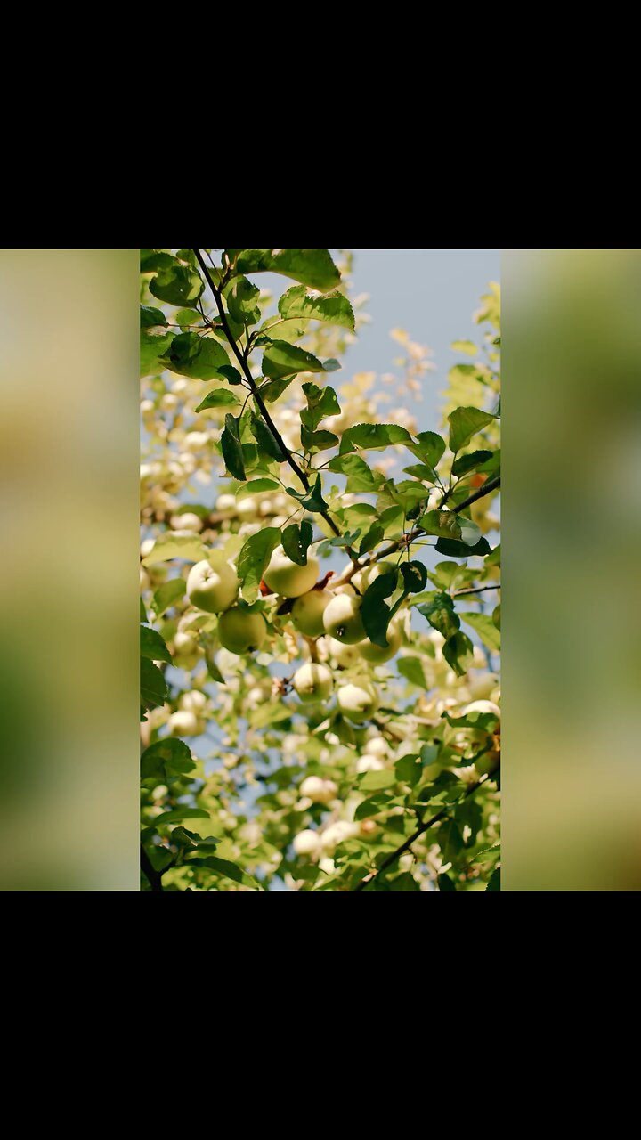 The most famous apple tree?