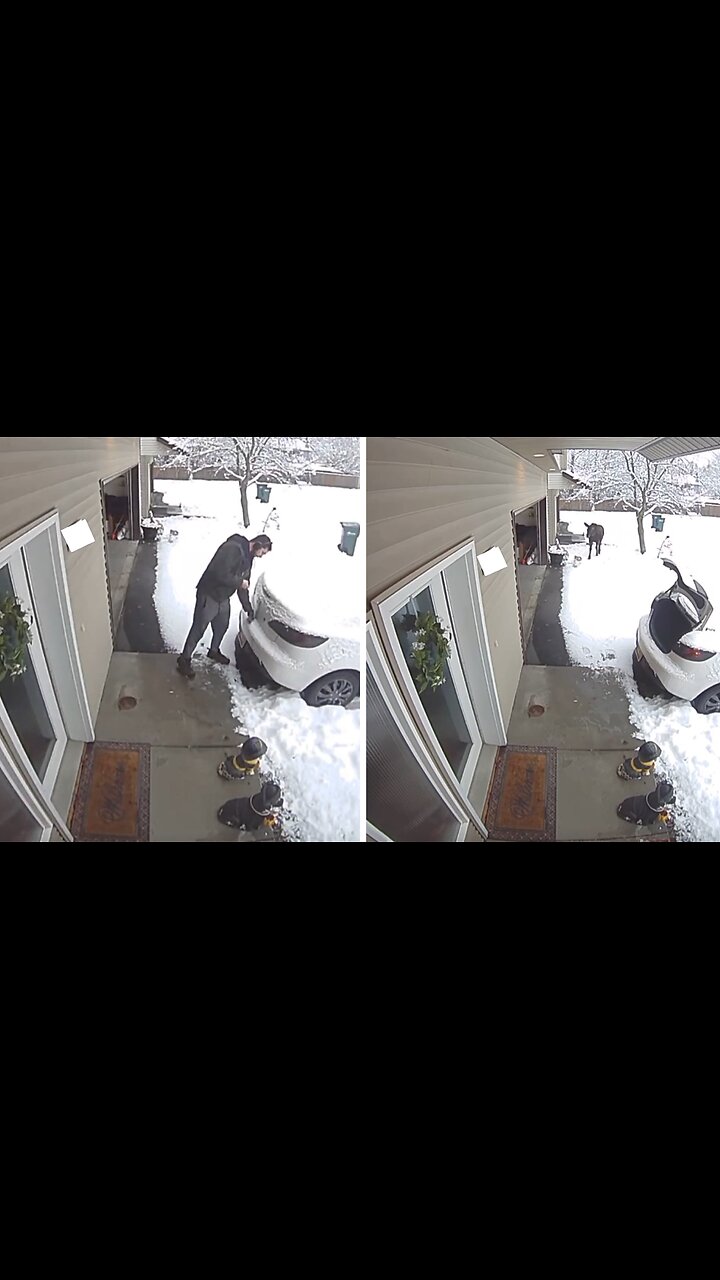Sneaky moose circles back to scare casual homeowner