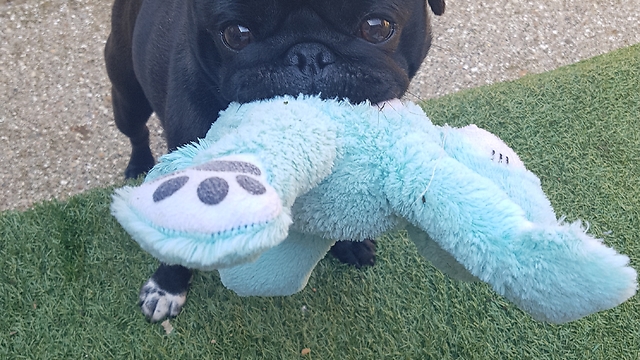 Pug takes favorite toy with him for walk
