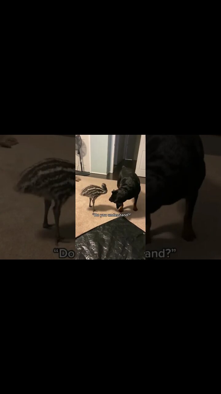 Rottweiler gets a RAPTOR BIRD as a BROTHER