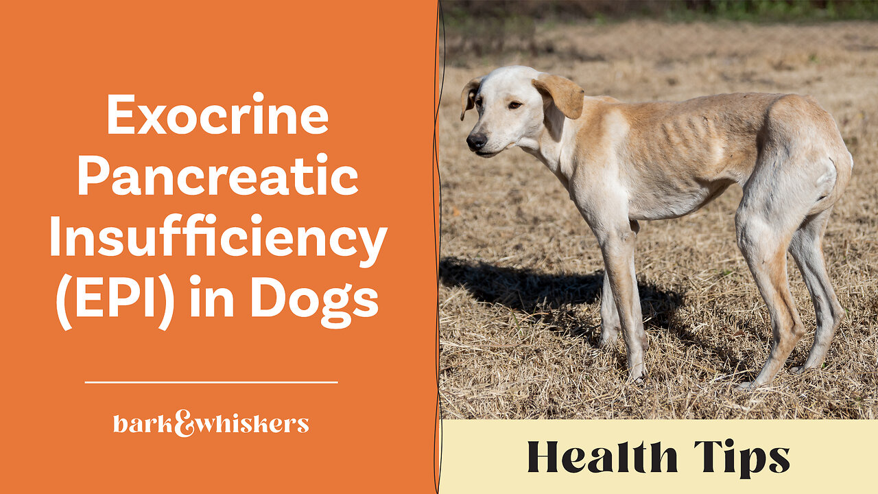 Exocrine Pancreatic Insufficiency (EPI) in Dogs
