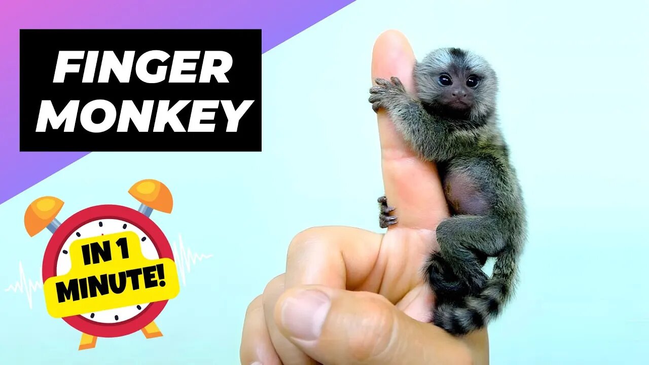 Finger Monkey - Pygmy Marmoset 🐒 The Smallest Primates In The World | 1 ...