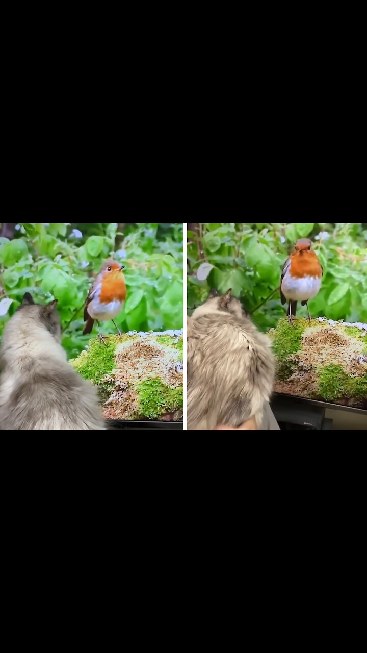 Cat Watches Wildlife Documentary, Tries To Catch Bird On Screen