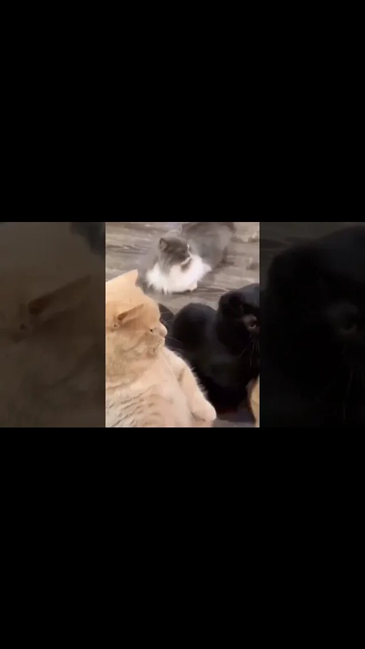CAT VIDEO