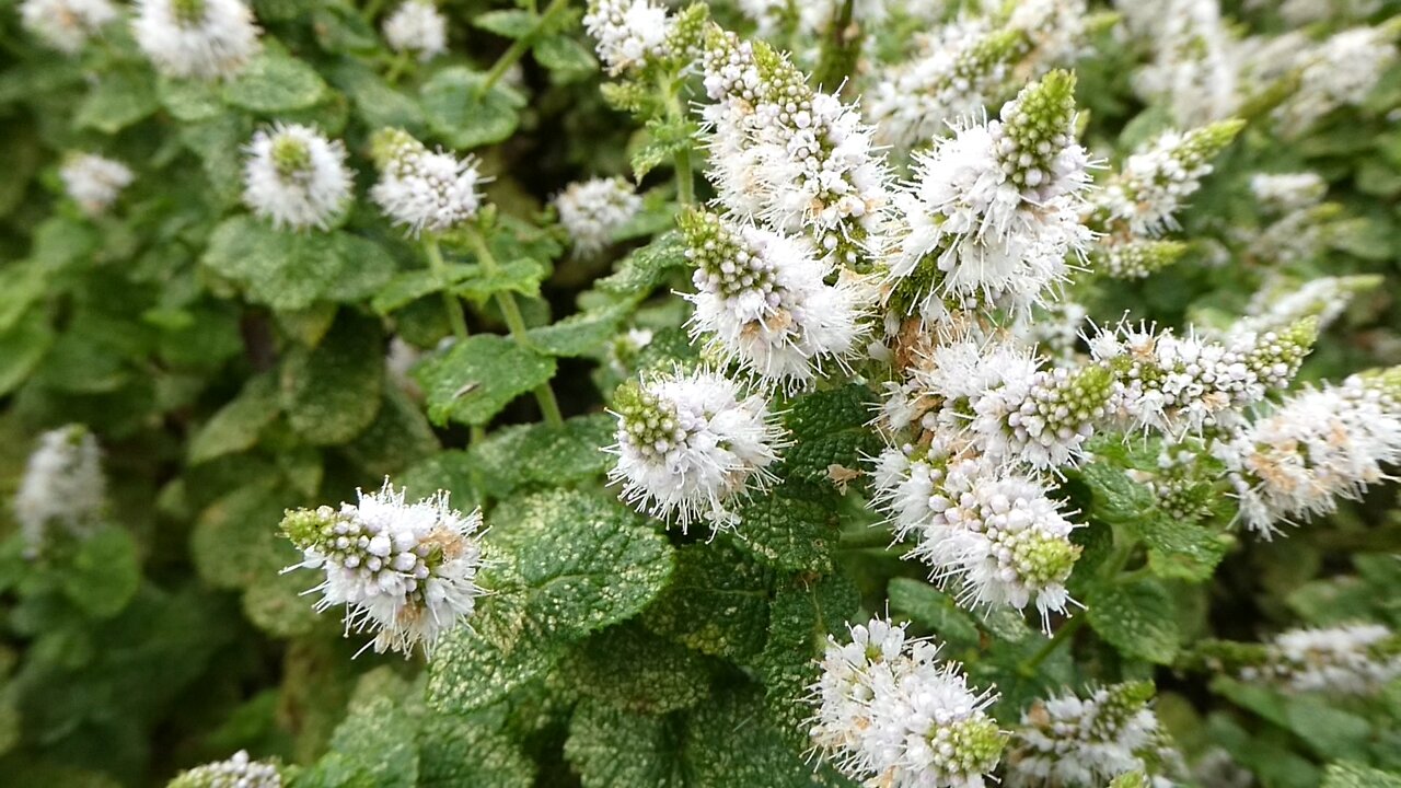 MINT (From start to finish)