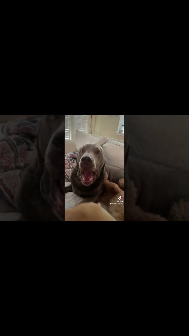 Big puppy #dog #slug #sluglife #cutepuppy #cutepet #shorts