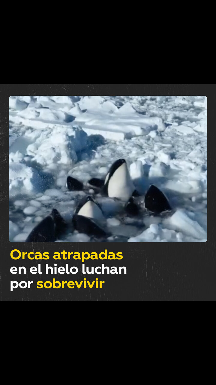 Orcas atrapadas en el hielo luchan por sobrevivir y el tiempo juega en ...
