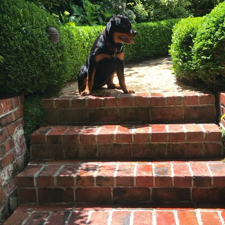Rottweiler