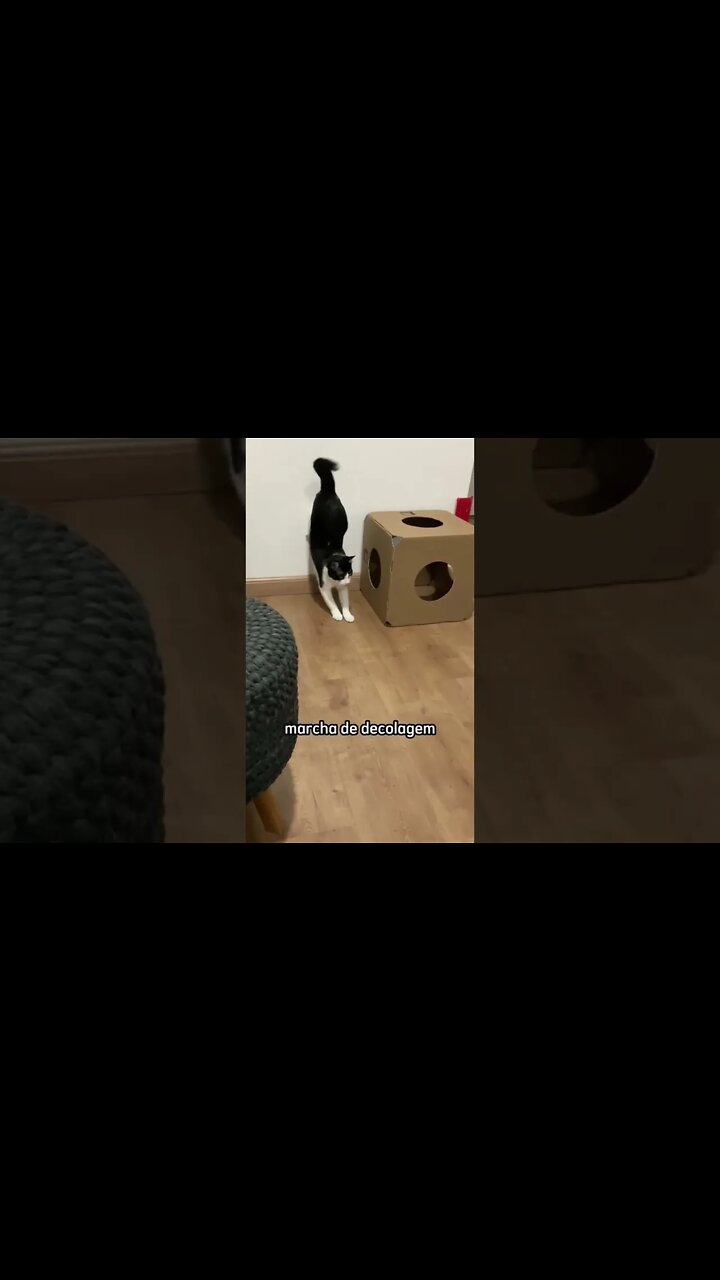 O gato mais rápido do mundo 🤣