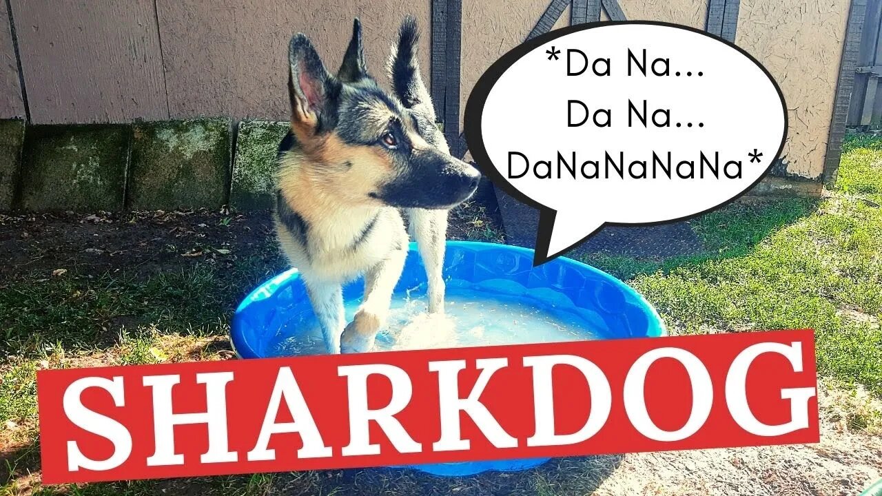Dank Dog Memes | Doggos Jaws Trailer | Husky + Shepherd Mix