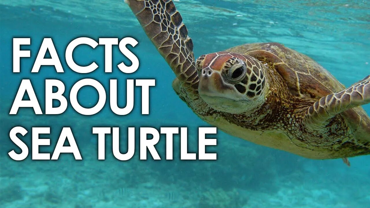 AMAZING FACTS ABOUT SEA TURTLE | LIFE OF TURTLE | ANIMAL | NATURE