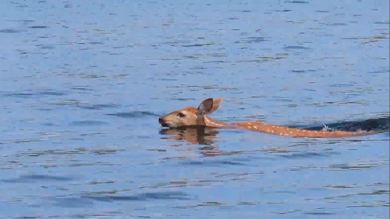 Young Deer Swimming in the Boundary Waters