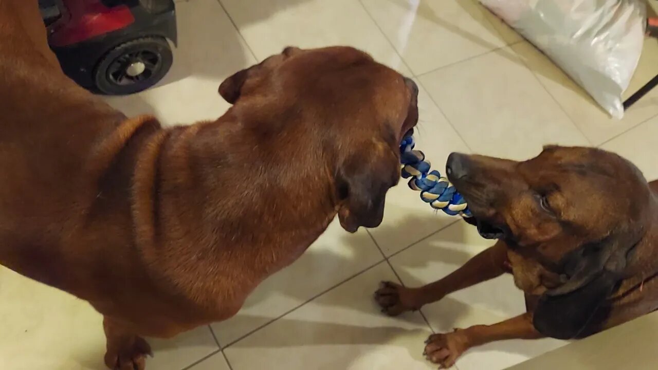 Jethro VS Copper: The Ultimate Tug of War battle between father and son.