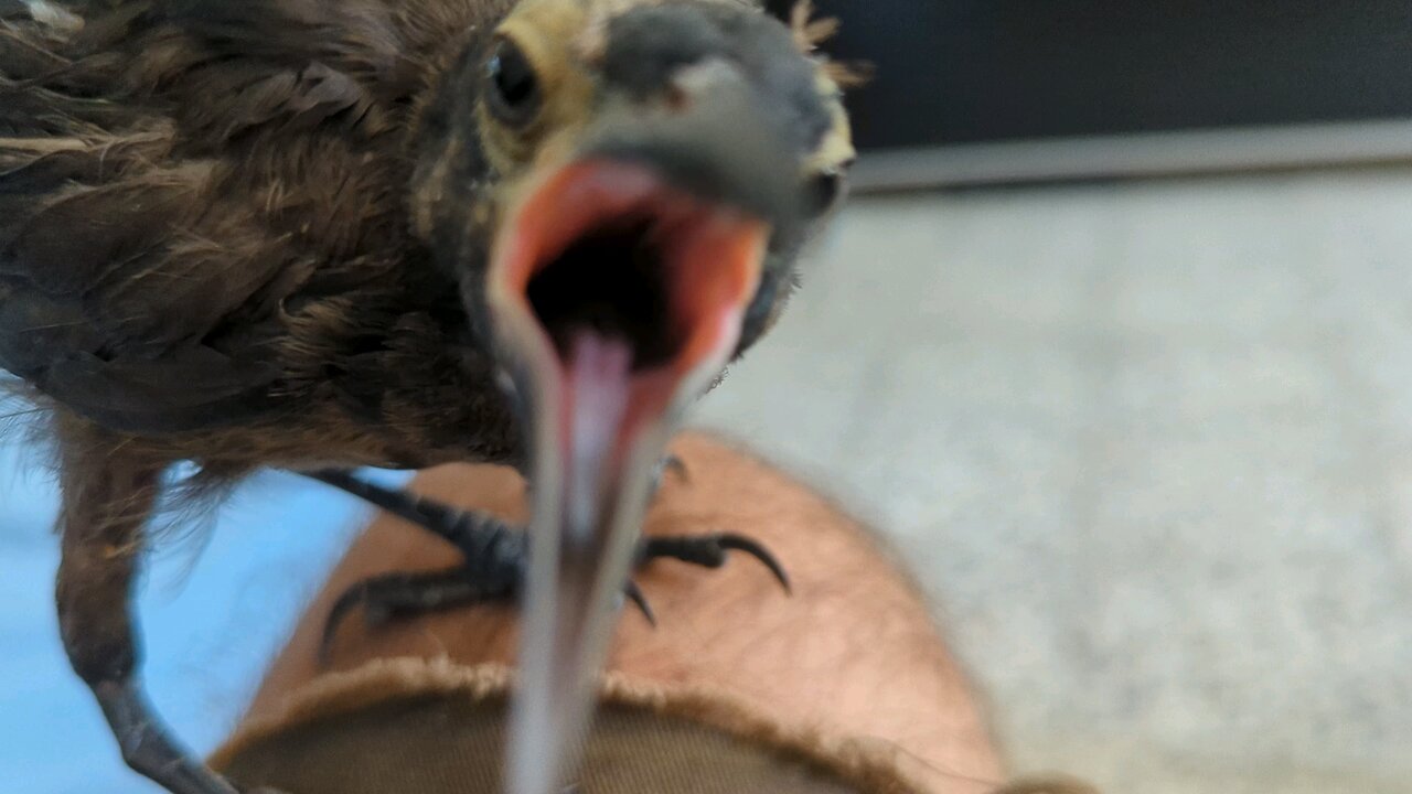 Kurt Caz Angry Blackbird