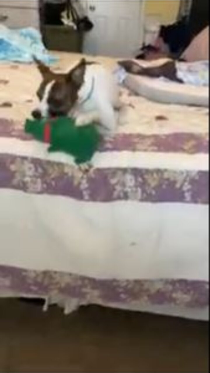 Princess plays with Big Green Pig
