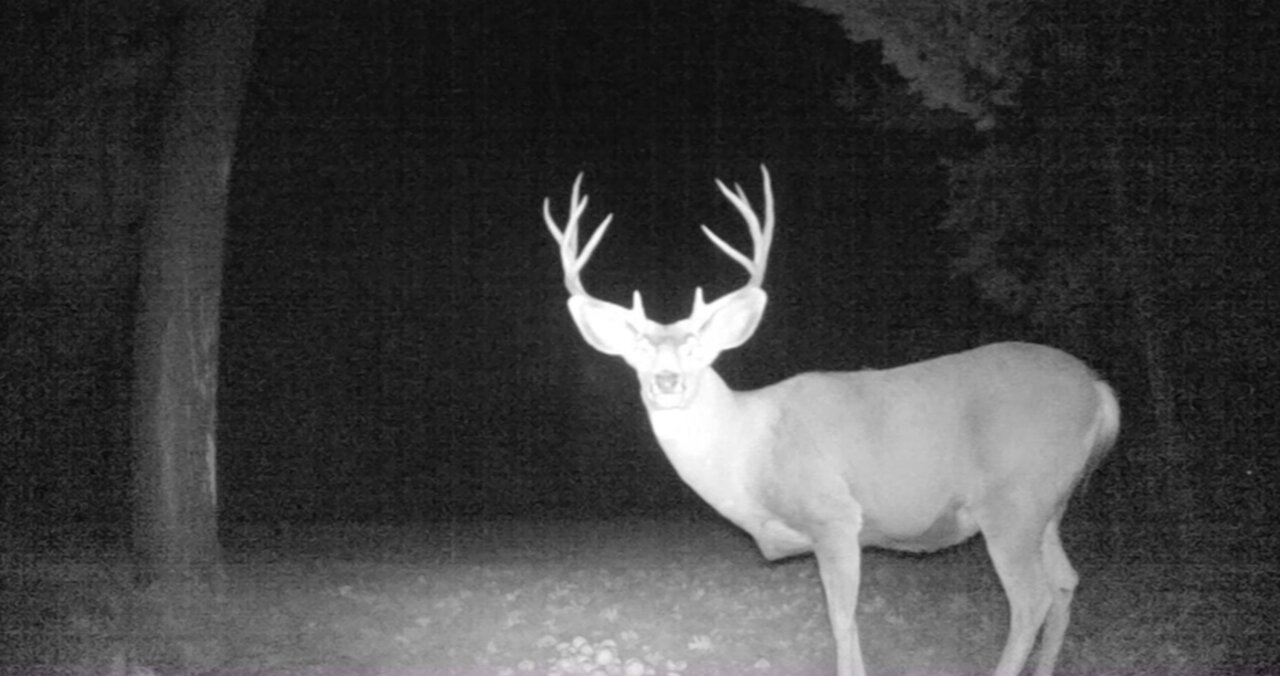 Paranoid Buck Glares at Camera! #shorts #animals #life #asmr #animal # ...