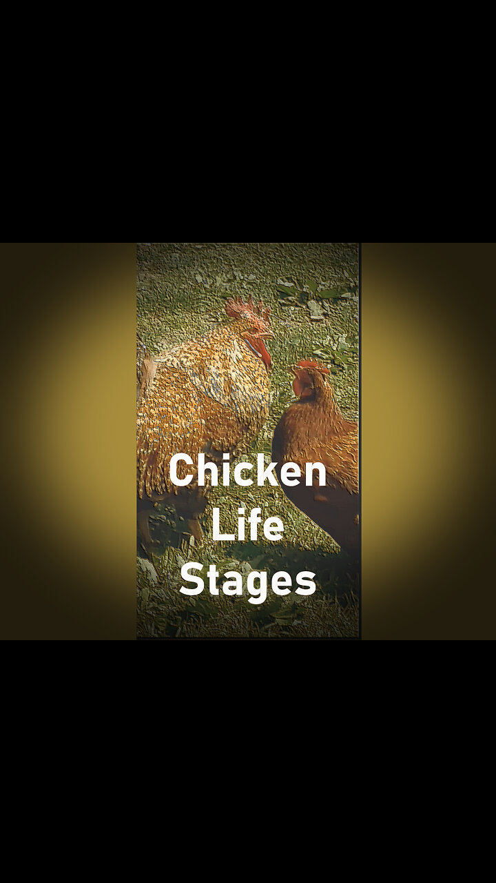 Chicken Life Stages – The Four Main Cycles in the Life of a Chicken.